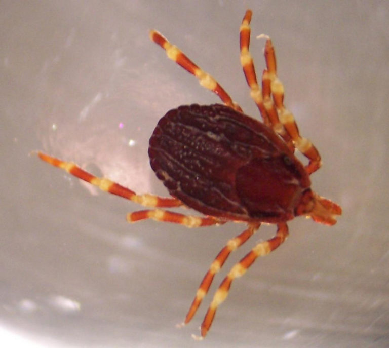 Hyalomma: »Riesen«-Zecken auf dem Weg nach Norden? | Keine Panik!