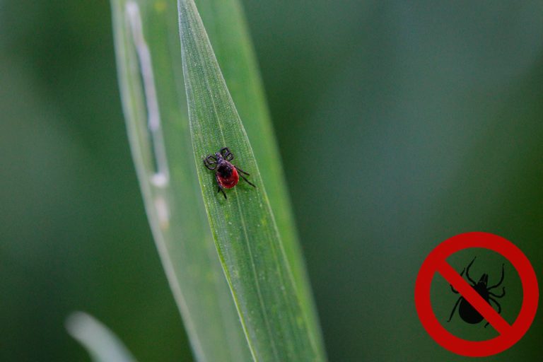 Igelzecke: Gefahren für Mensch, Hund & Katze | Abwehr-Tipps & Tricks